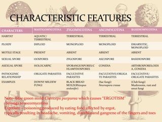 OUTLINE CLASSIFICATION OF FUNGI.pptx