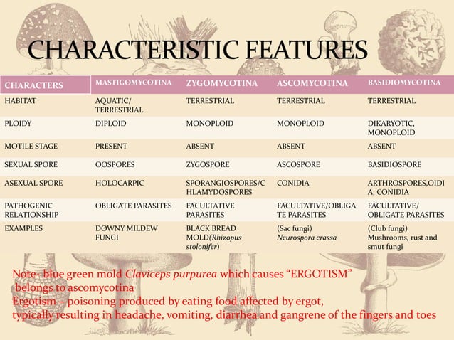 OUTLINE CLASSIFICATION OF FUNGI.pptx