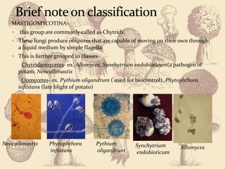 OUTLINE CLASSIFICATION OF FUNGI.pptx