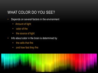 Understanding Color and Luminance Processing in Human Vision | PDF