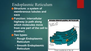 Outline of cell organelles (EUKARYOTES). | PPTX