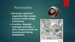 Outline of cell organelles (EUKARYOTES). | PPTX