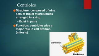 Outline of cell organelles (EUKARYOTES). | PPT
