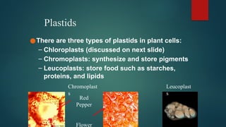 Outline of cell organelles (EUKARYOTES). | PPT