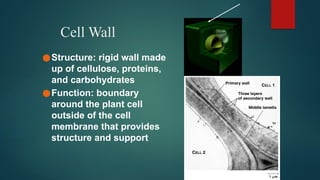 Outline of cell organelles (EUKARYOTES). | PPT