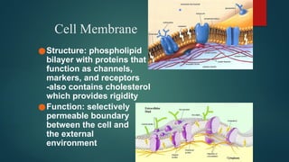 Outline of cell organelles (EUKARYOTES). | PPTX