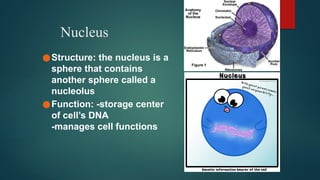 Outline of cell organelles (EUKARYOTES). | PPT