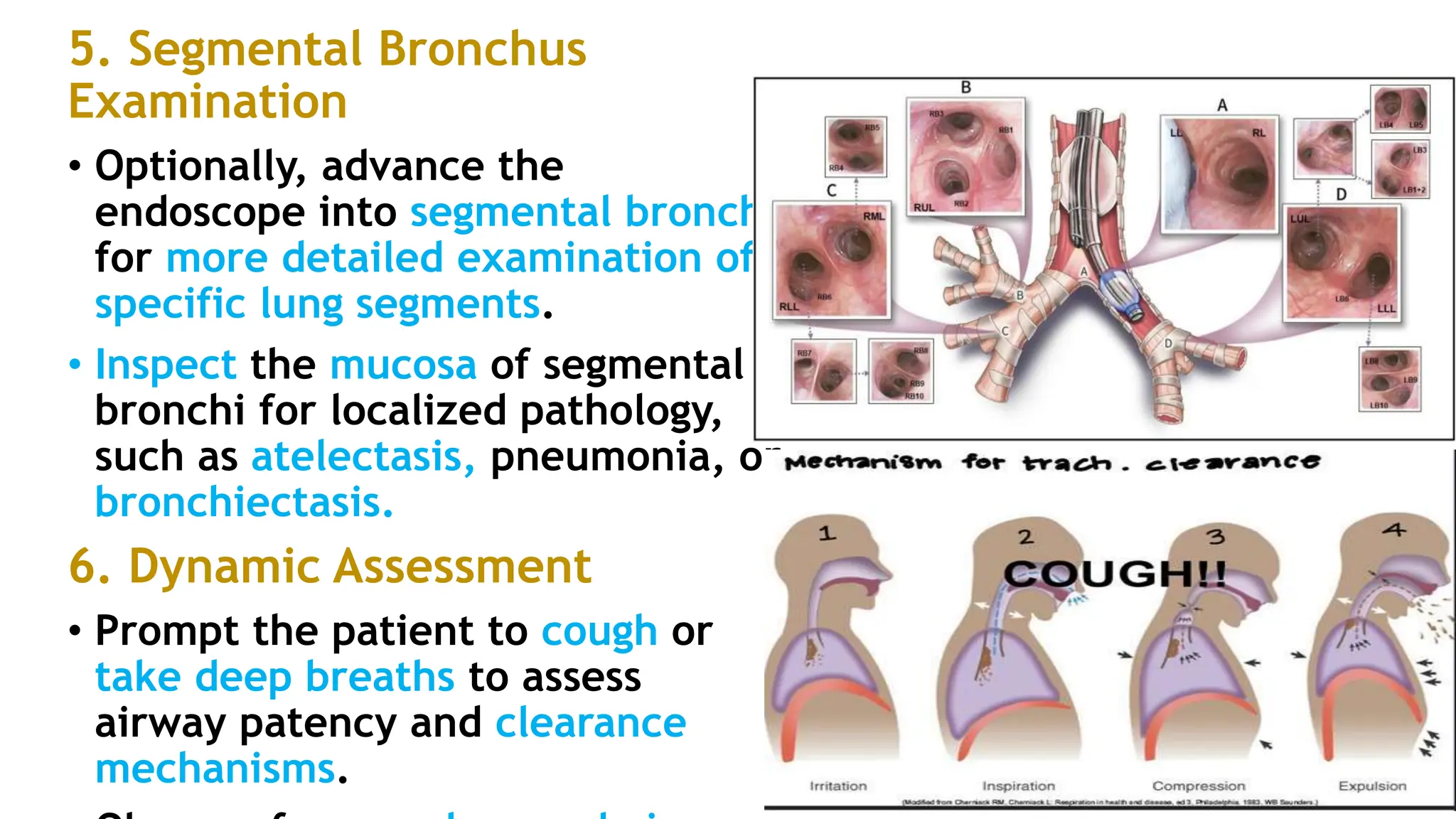 Outline the Transnasal visualization of the pharynx,larynx,.pptx
