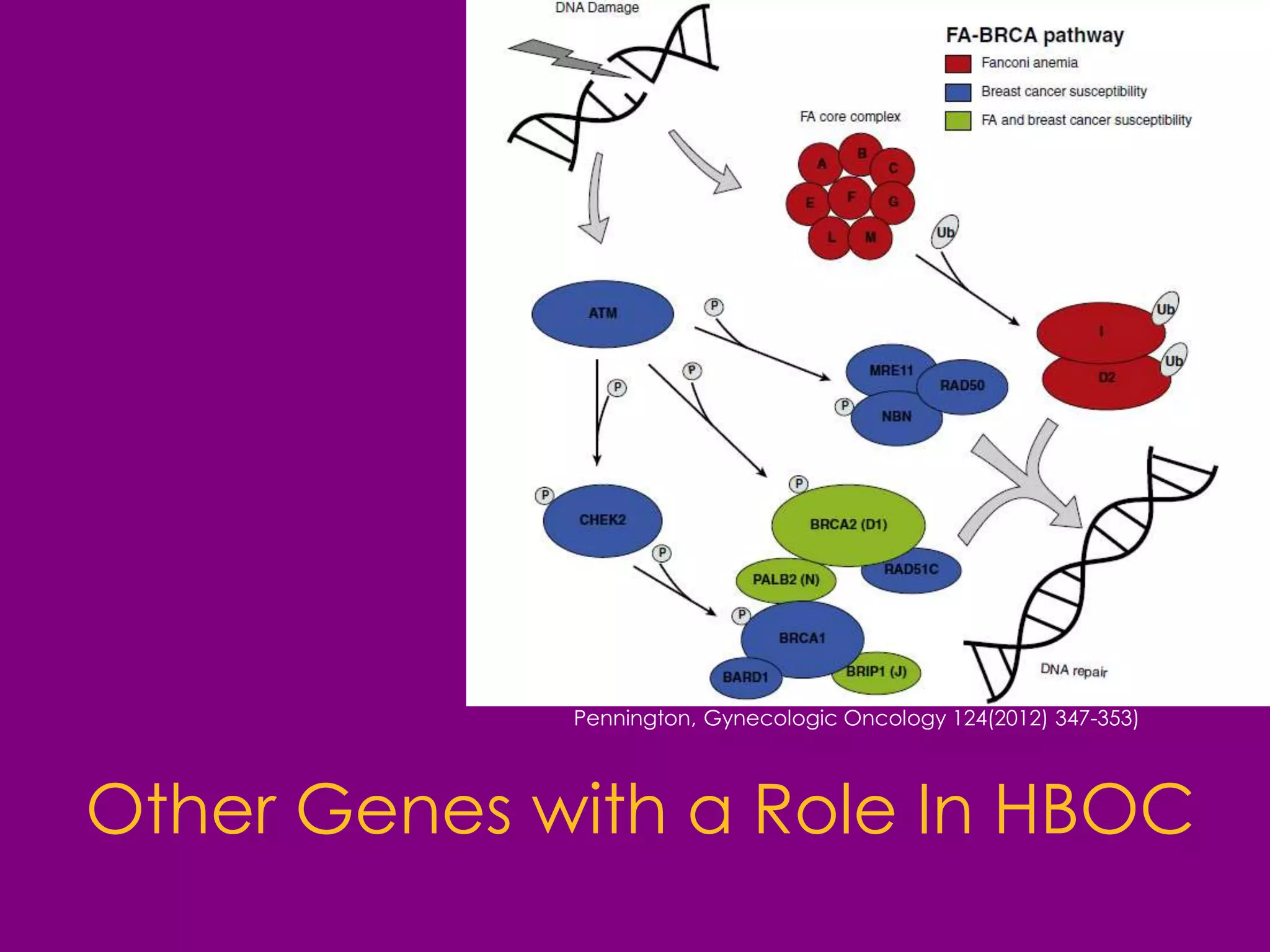 Understanding BRCA1/2 Cancer Risk | PPTX