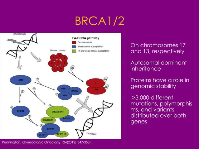 Understanding BRCA1/2 Cancer Risk | PPTX | Cancer | Diseases and Conditions