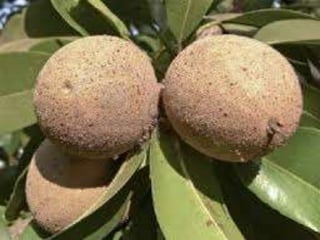 Outstanding health benefits of cheeko ( sapota) fruit A series of ...