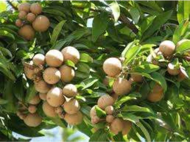 Outstanding health benefits of cheeko ( sapota) fruit A series of Pre…