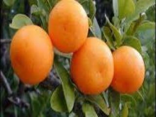 Outstanding health benefits of kinnow fruit A series of Presentation By ...