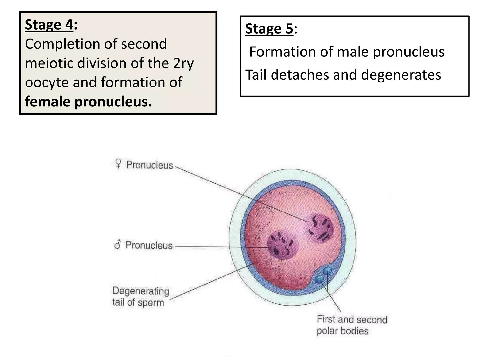 Ouvulation to fertilization | PDF
