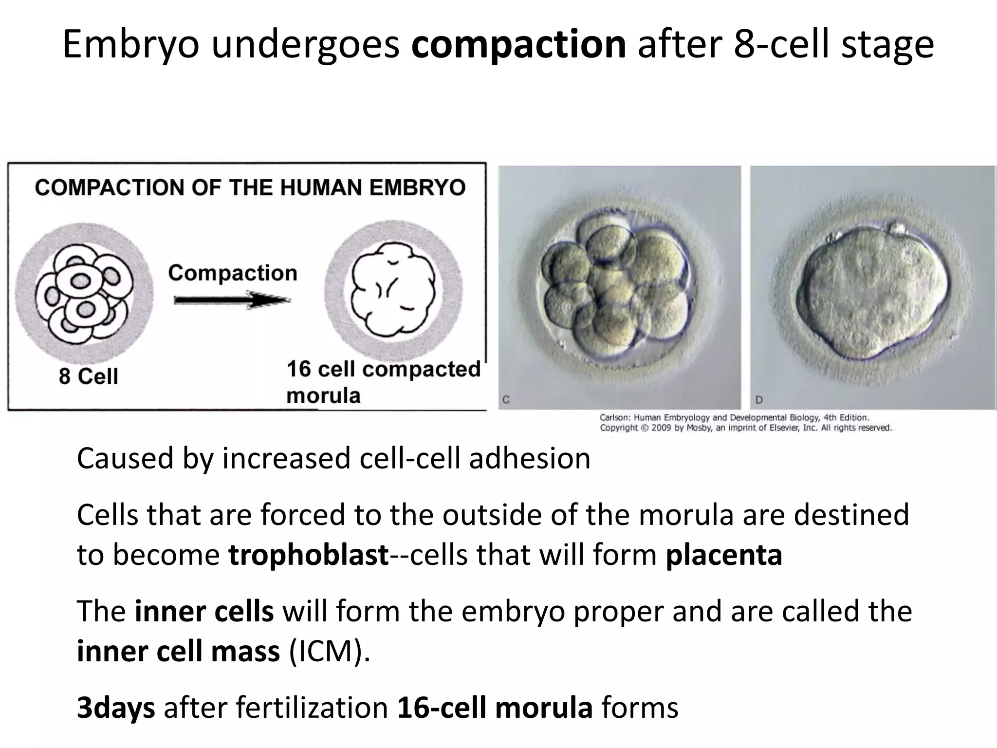 Ouvulation to fertilization | PDF