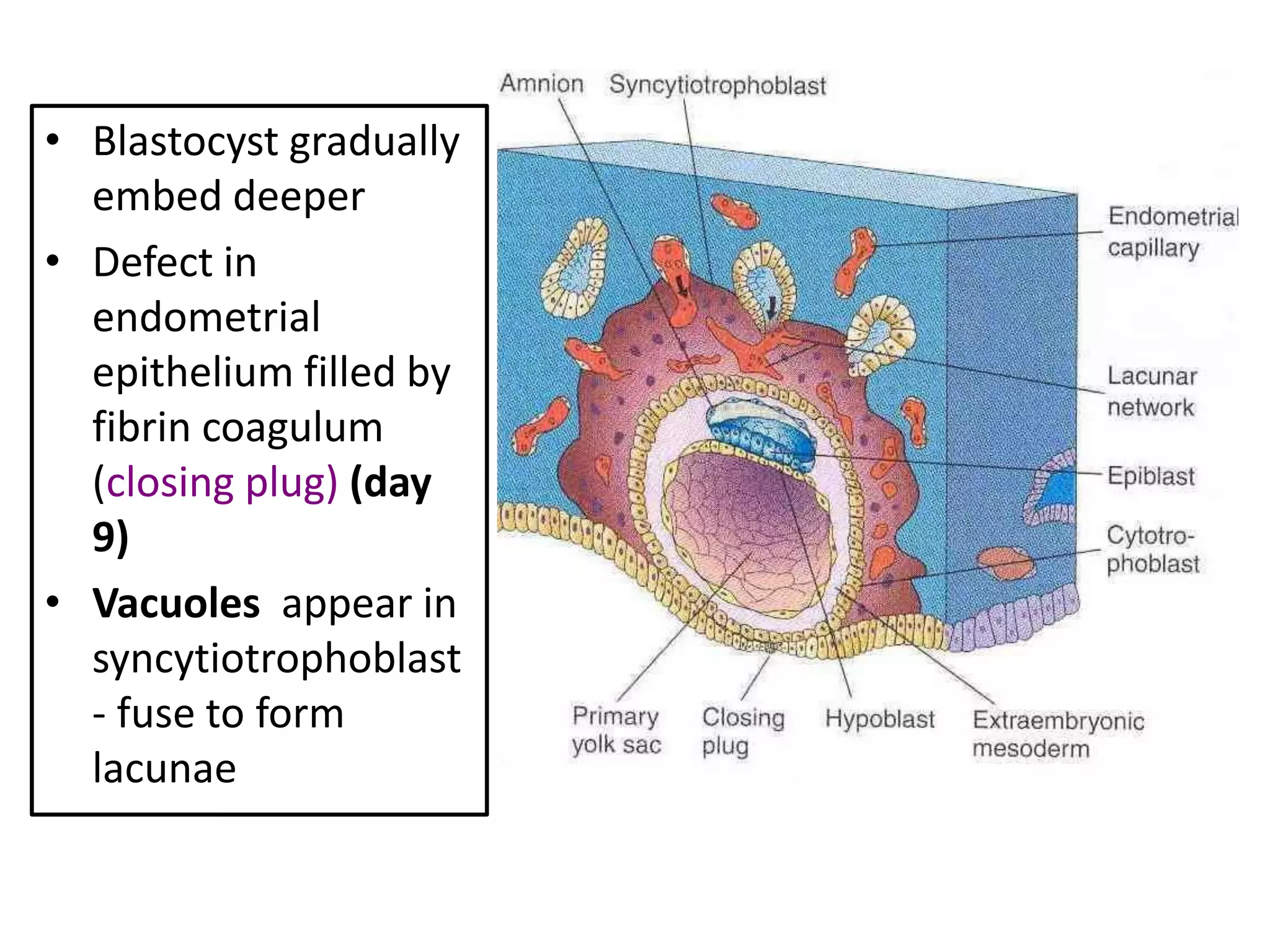 Ouvulation to fertilization | PDF
