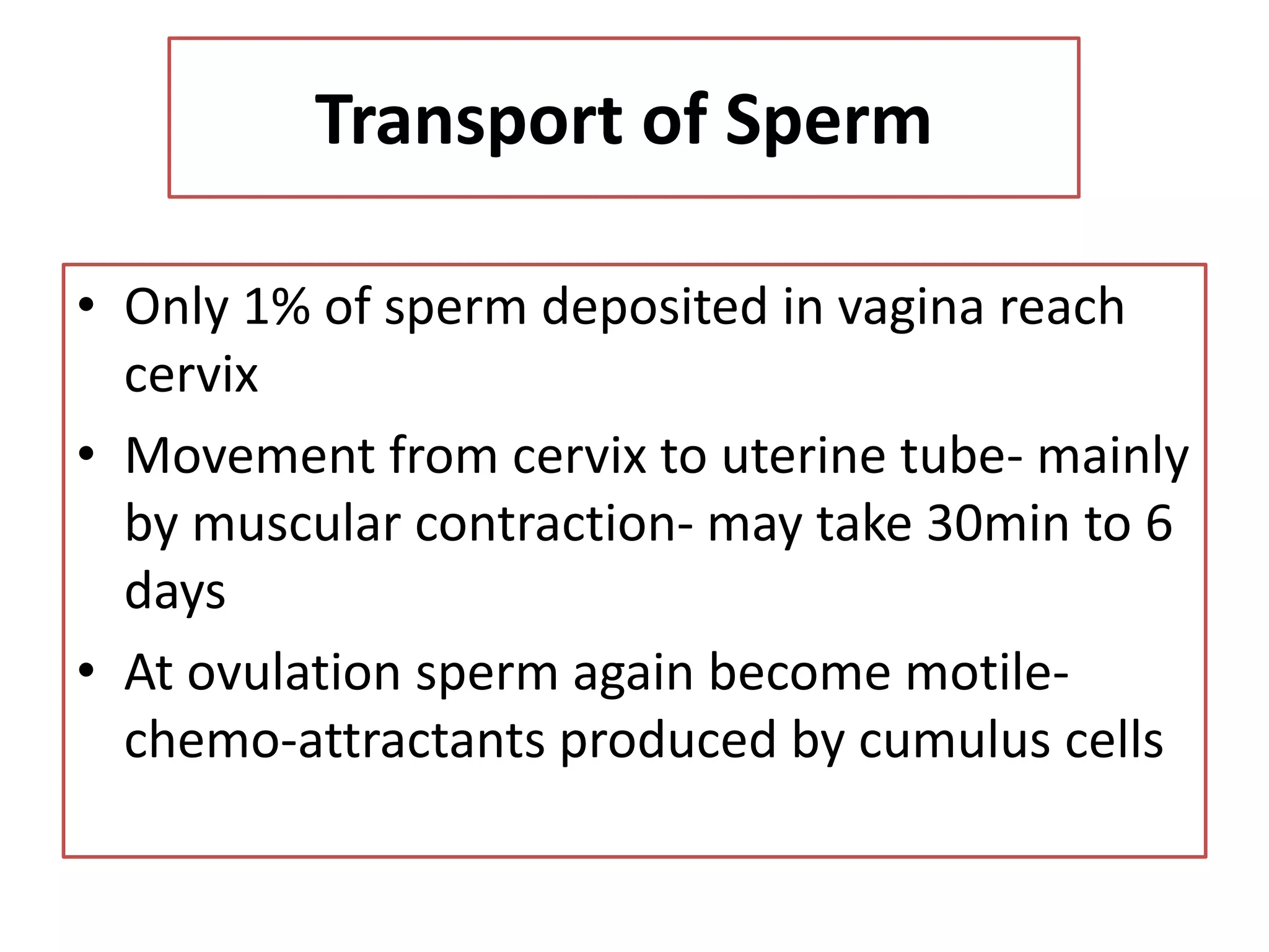Ouvulation to fertilization | PDF