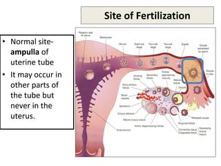 Ouvulation to fertilization | PDF