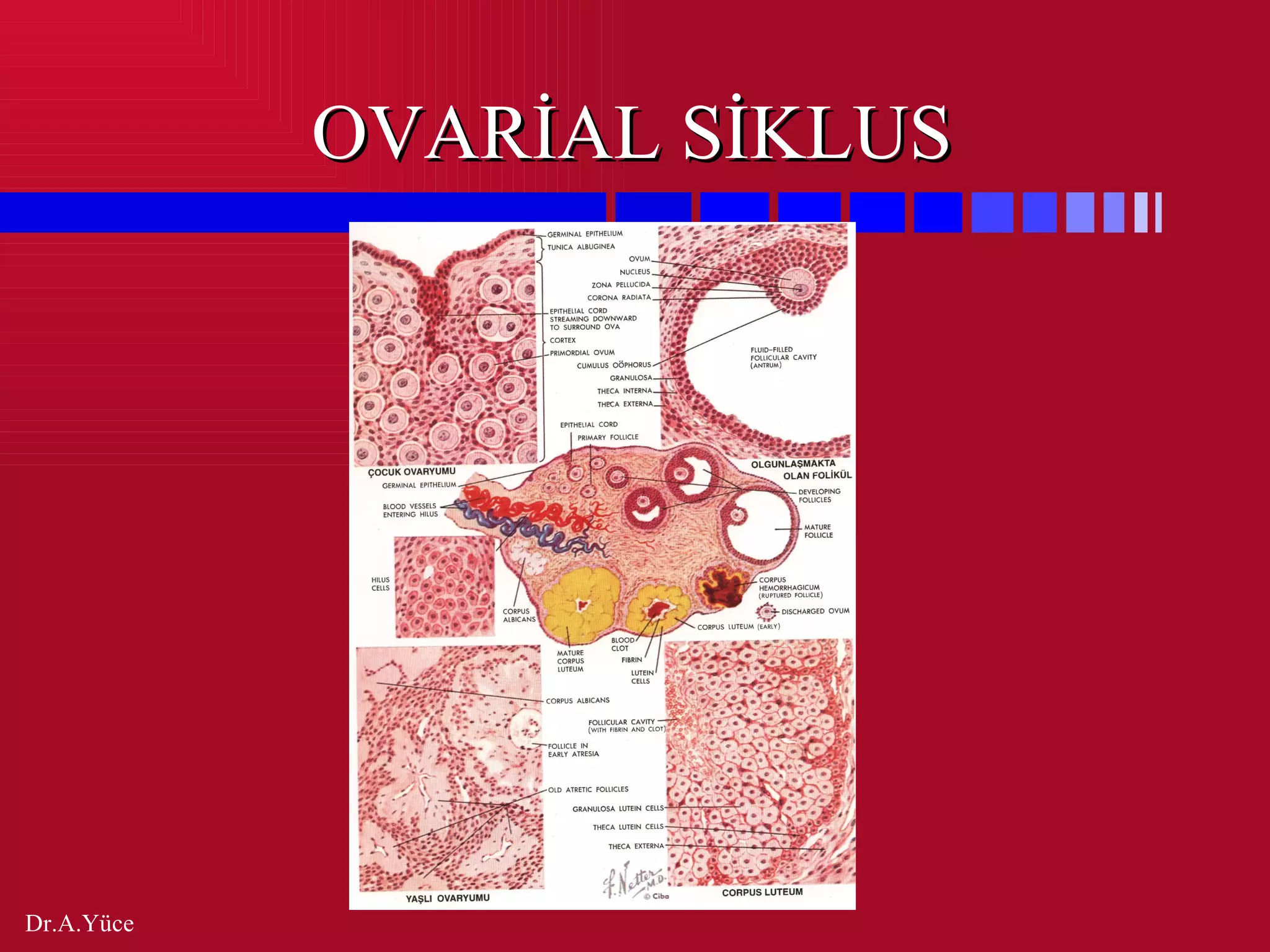 Ovarian Siklus - www.jinekolojivegebelik.com