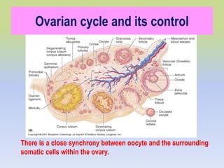 Ovarian age and reproduction. An appraisal of diagnostic methods. | PPTX