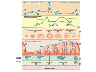 Ovarian and menstrual cycle | PPT