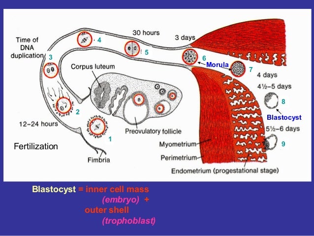 Ovarian Cycle Of Events