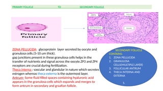 Ovarian cycle : Follicular phase.pptx