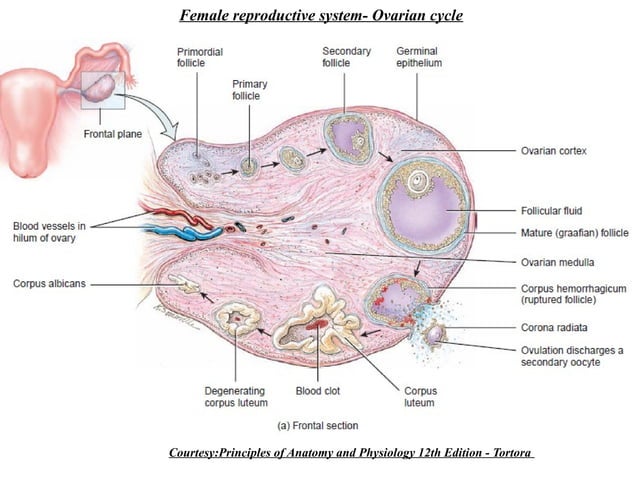 Ovarian cycle and its hormones and functions.pptx | Pregnancy ...