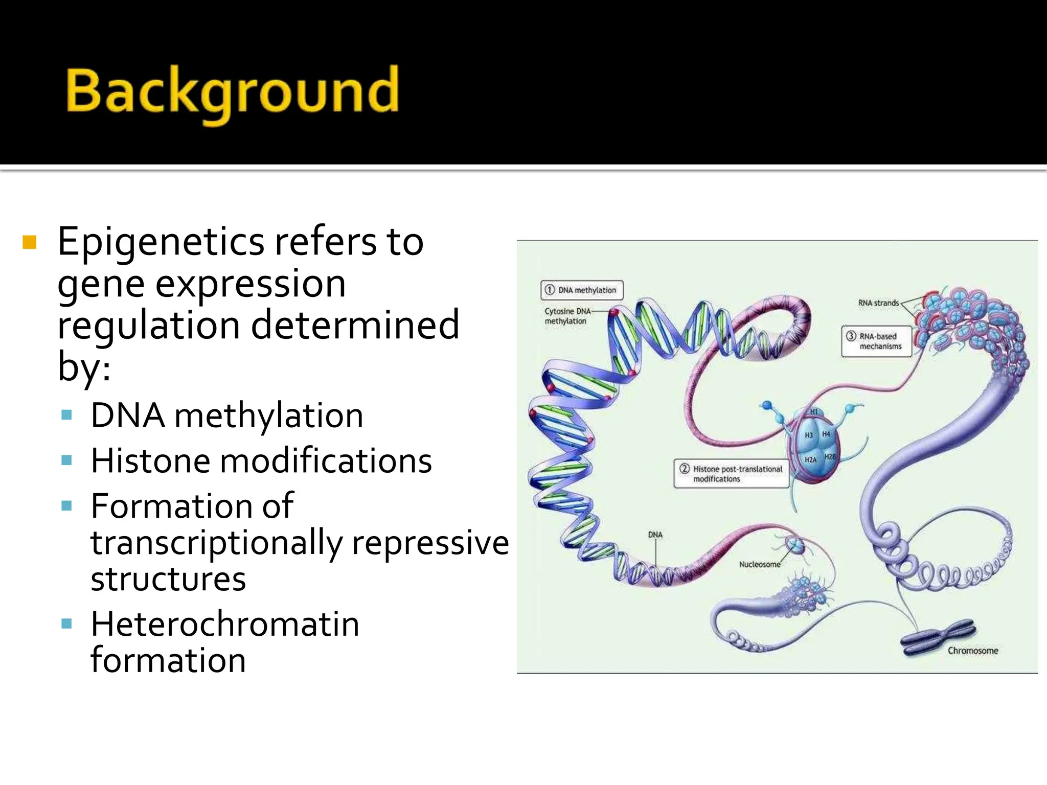Epigenetic regulation and DNA methylation and its impact on ovarian ...