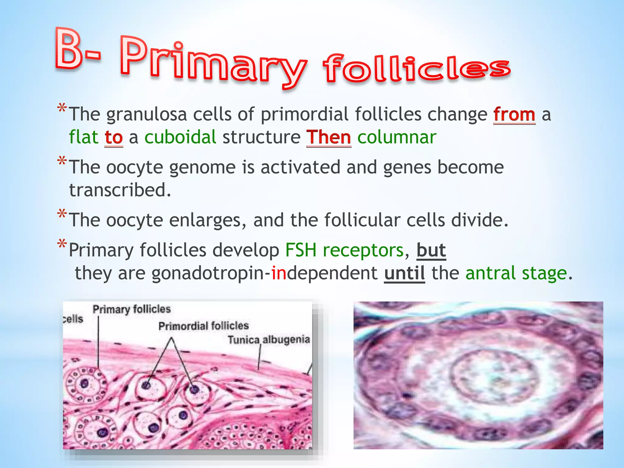 Ovarian follicles; Histology - March 2015 | PPTX | Reproductive Health ...