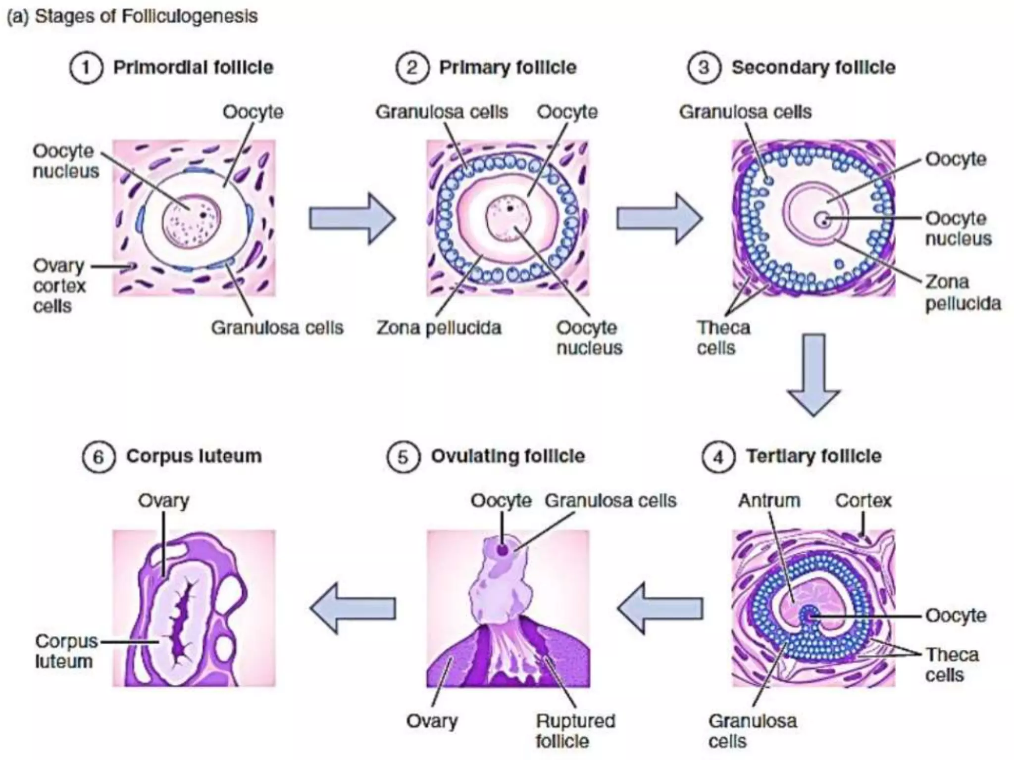 Ovarian follicles; Histology - March 2015 | PPTX | Reproductive Health ...