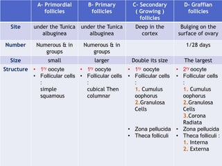 Ovarian Follicles: Histology Overview (2015) | PPTX