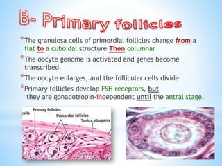 Ovarian follicles; Histology - March 2015 | PPTX | Reproductive Health ...