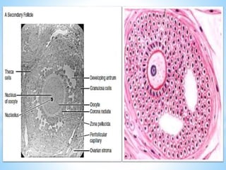 Ovarian follicles; Histology - March 2015 | PPTX | Reproductive Health ...