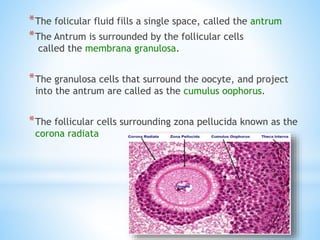 Ovarian follicles; Histology - March 2015 | PPTX | Reproductive Health ...