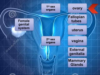Ovarian follicles; Histology - March 2015 | PPTX | Reproductive Health ...
