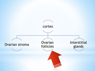 Ovarian follicles; Histology - March 2015 | PPTX | Reproductive Health ...