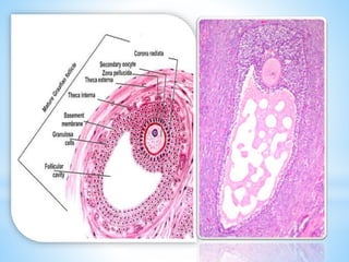 Graafian Follicle Histology Labeled