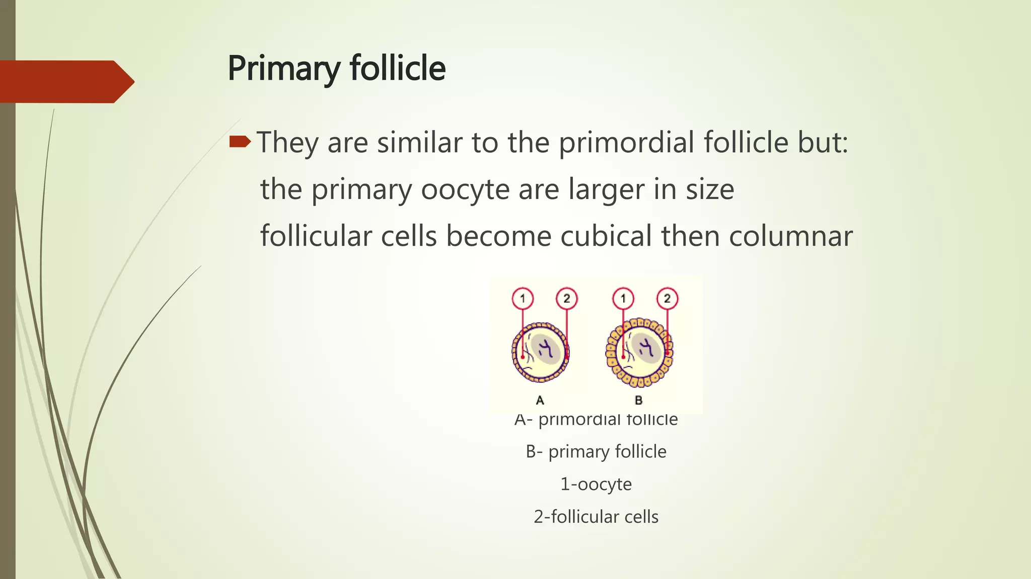 Ovarian follicles | PPTX