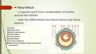 Ovarian follicles | PPTX