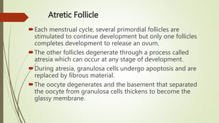 Ovarian follicles | PPTX