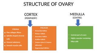 Comprehensive Histology and Applied Anatomy of the Ovary | PPTX