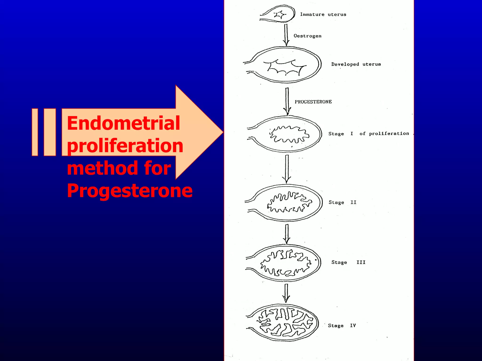 Ovarian hormones | PPT