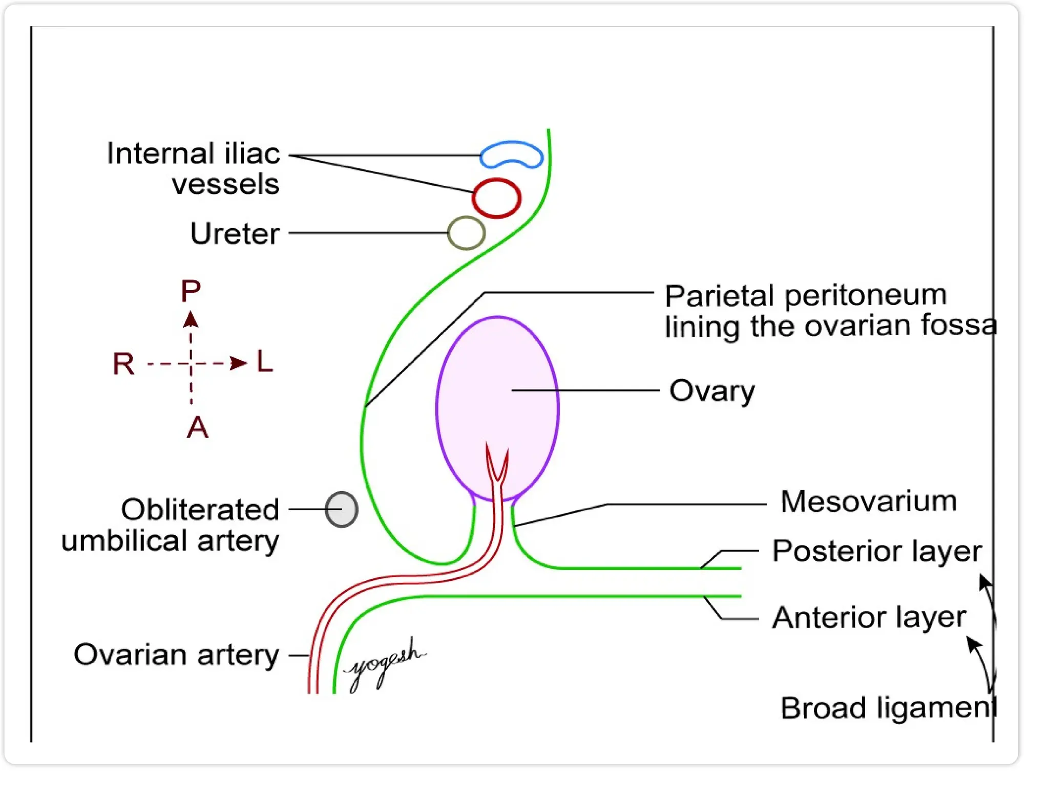OVARIES and fallopian tube anatomy and ohysiology | PPTX