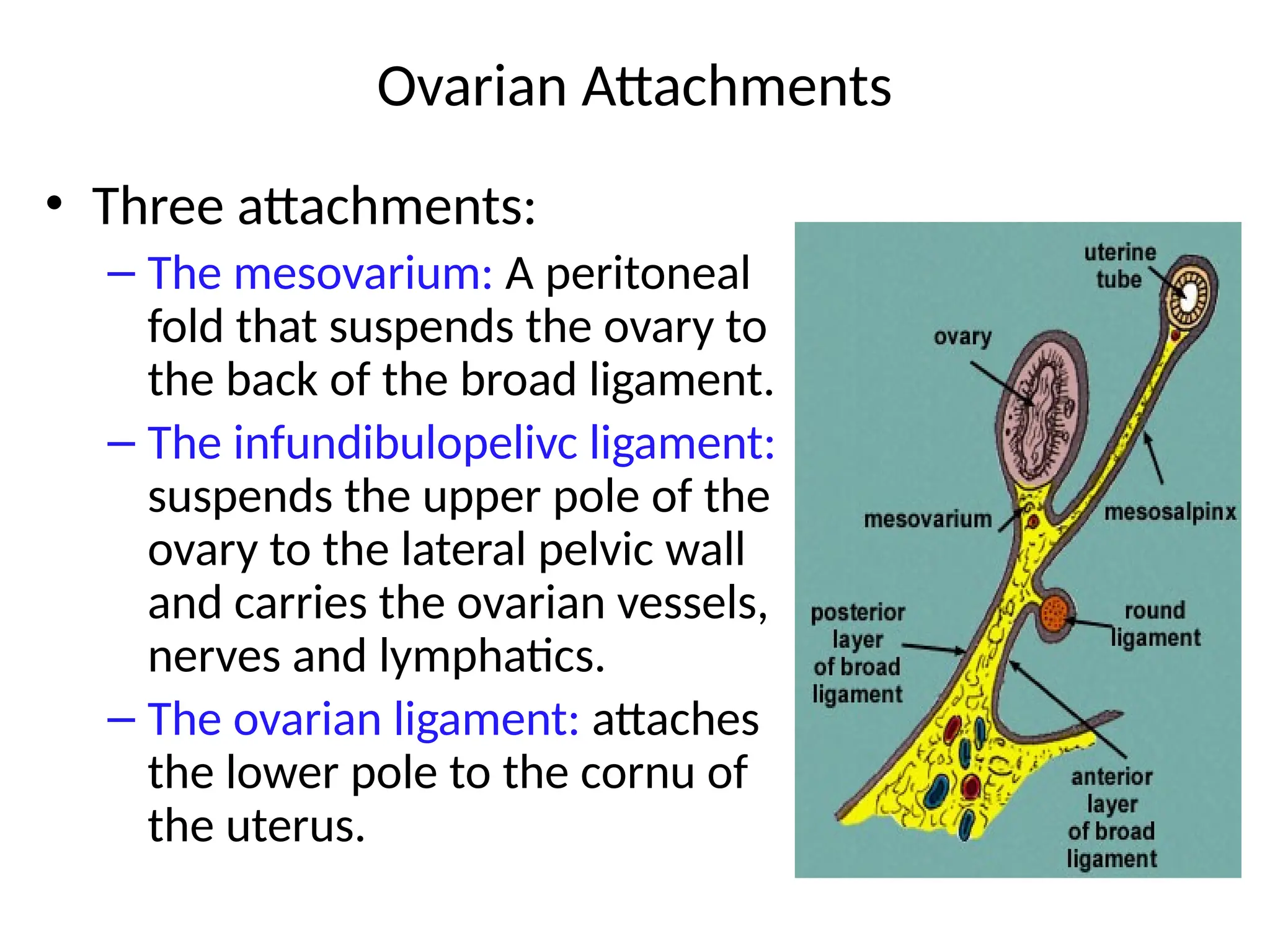 OVARIES and fallopian tube anatomy and ohysiology | PPTX