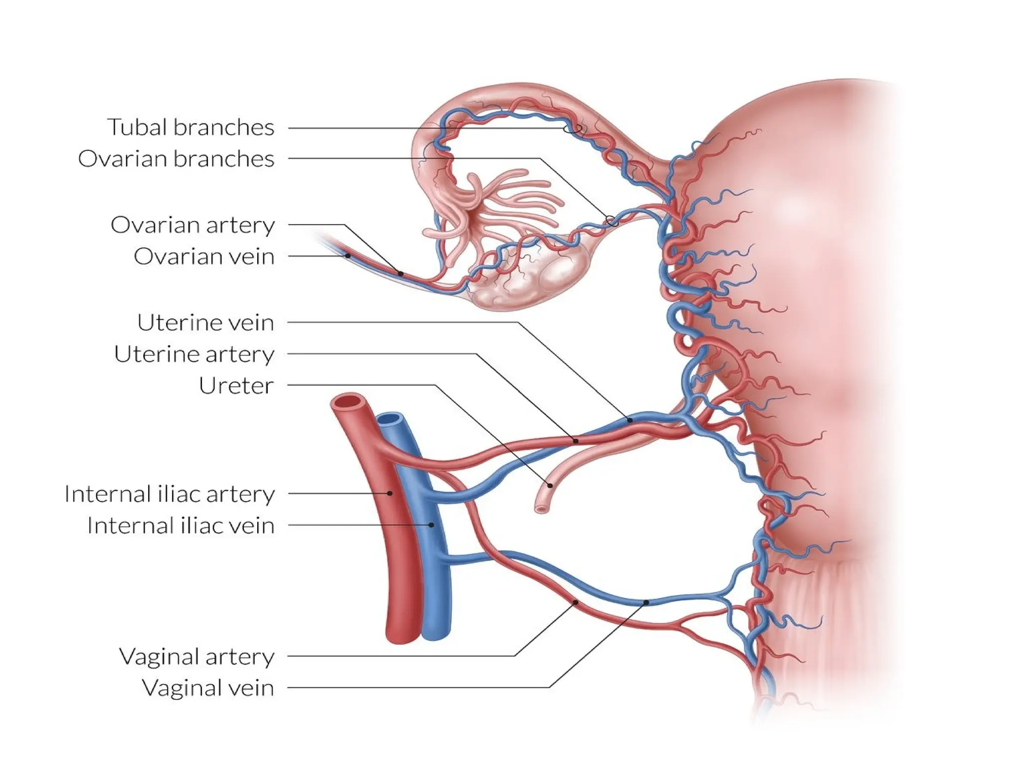 OVARIES and fallopian tube anatomy and ohysiology | PPTX