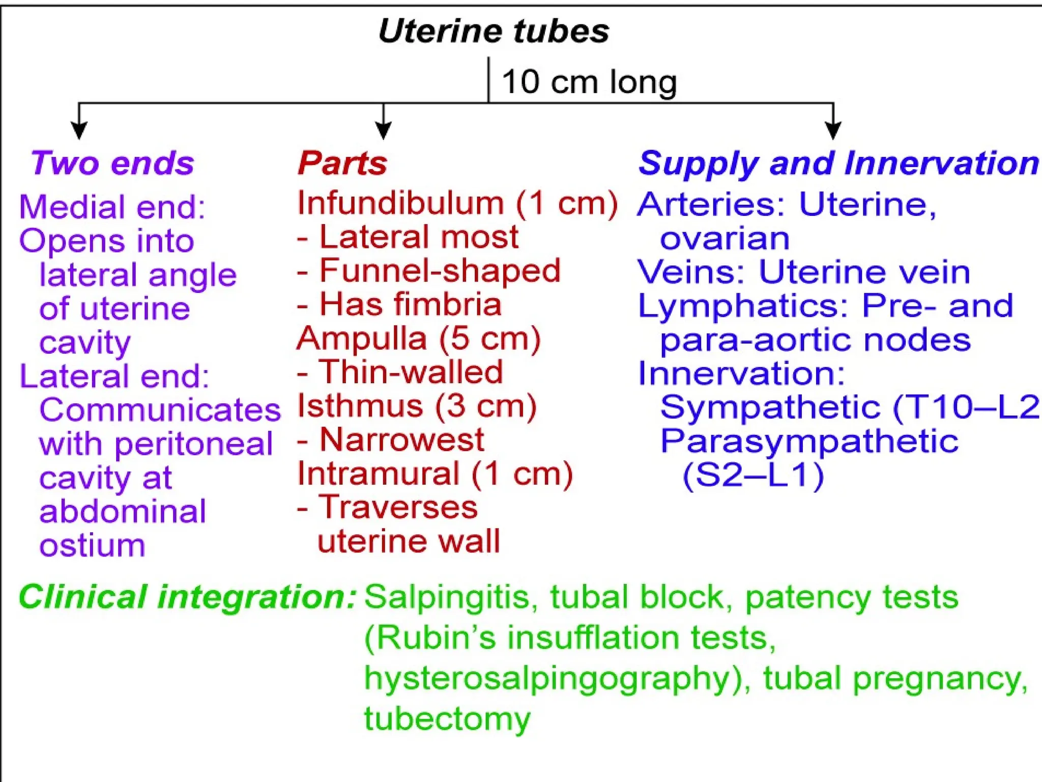 OVARIES and fallopian tube anatomy and ohysiology | PPTX