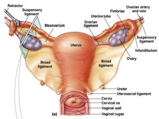 Ovaries And Fallopian Tube Anatomy And Ohysiology Pptx