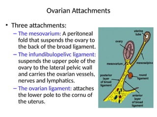 OVARIES and fallopian tube anatomy and ohysiology | PPTX