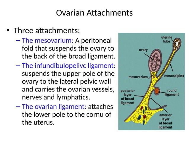 OVARIES and fallopian tube anatomy and ohysiology | PPTX